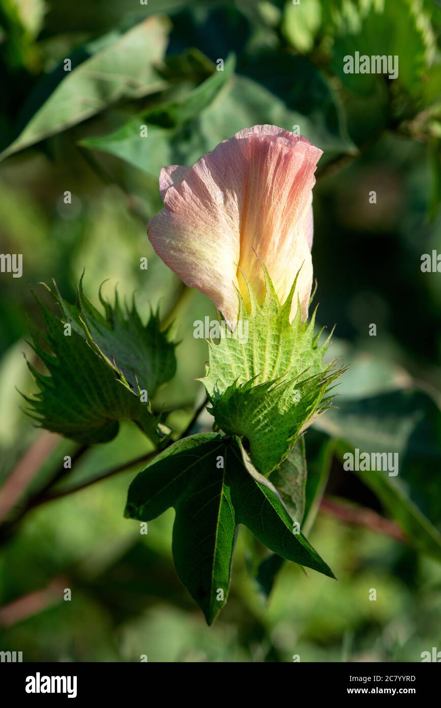 Closeup Cotton Plant Cotton Field High Resolution Stock Photography and ...