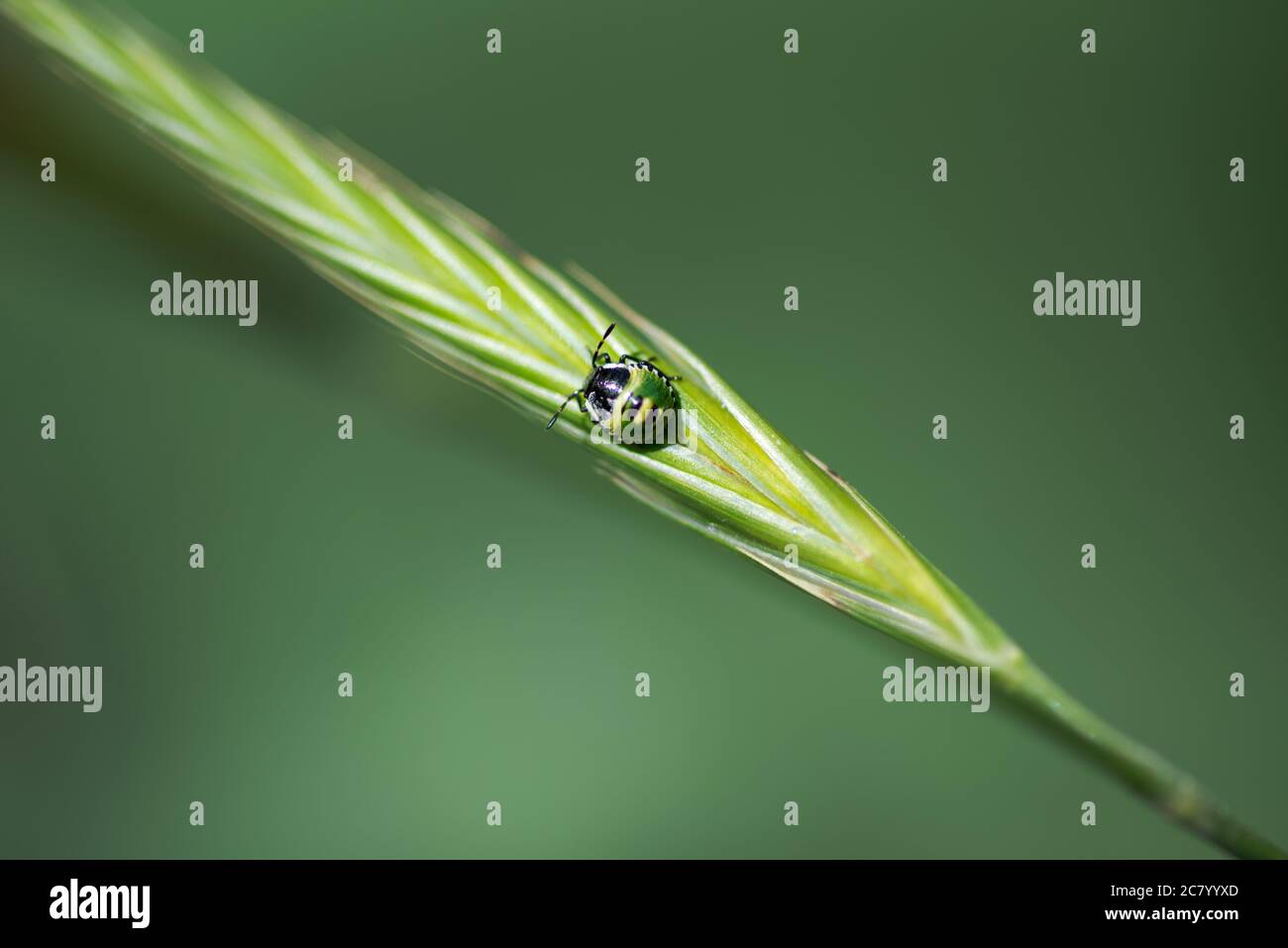 small green beetle, nezara viridula mid instar nymph, walking on a leaf ...