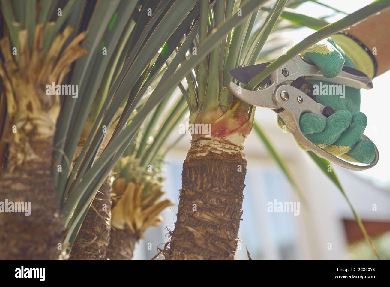Yucca blades hi-res stock photography and images - Alamy