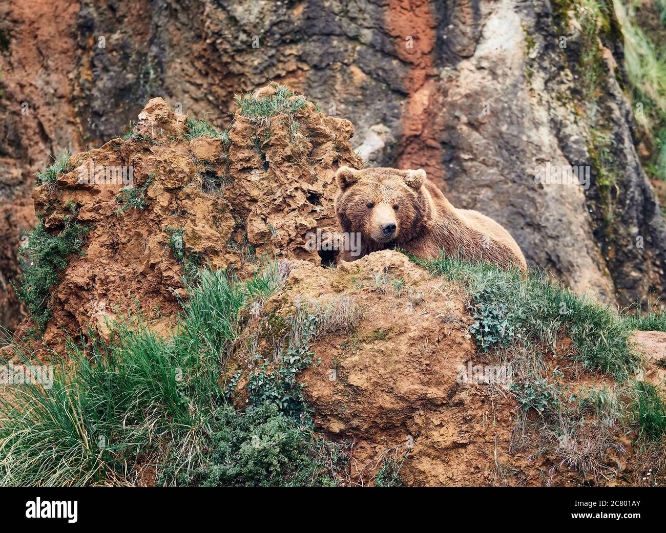 brown bear in the hill Stock Photo - Alamy