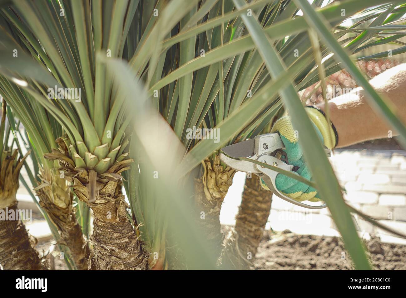 Trimming a palm tree hi-res stock photography and images - Alamy
