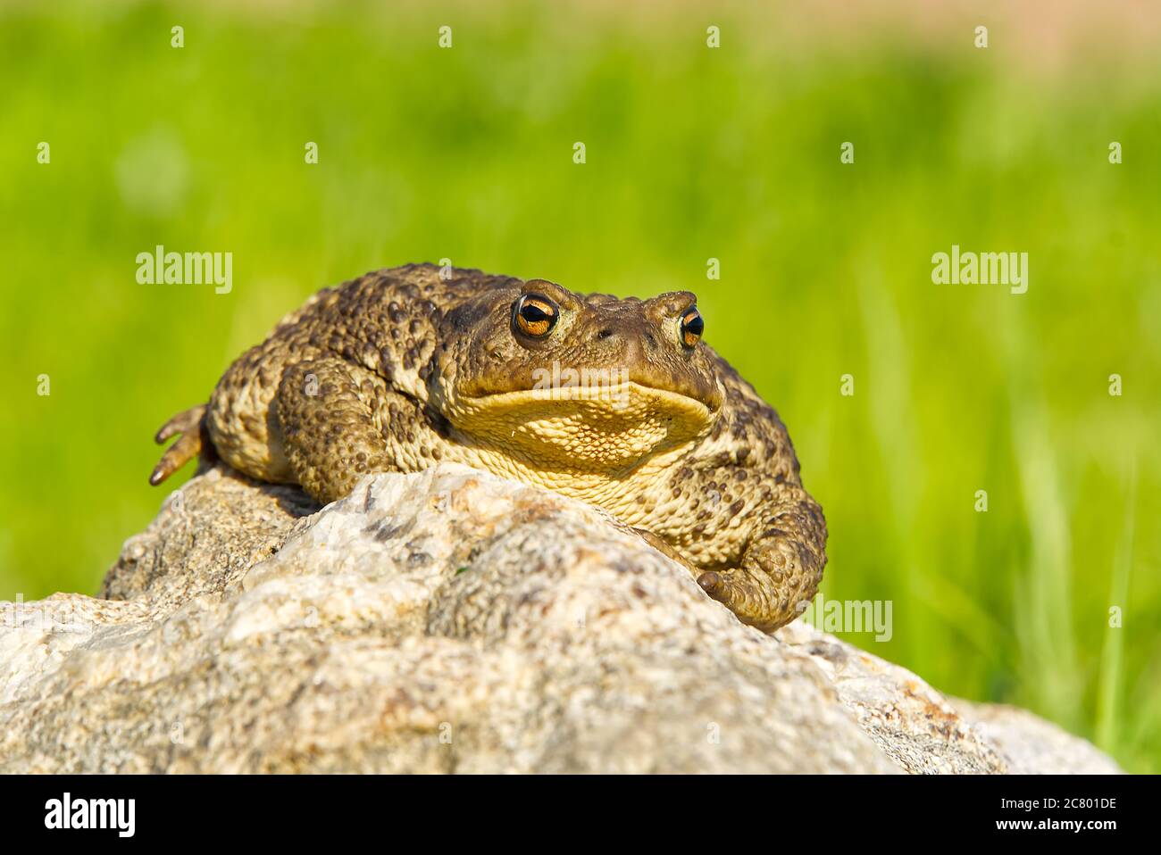 Common Toad sitting on granit stone, Bufo Bufo close-up Stock Photo - Alamy