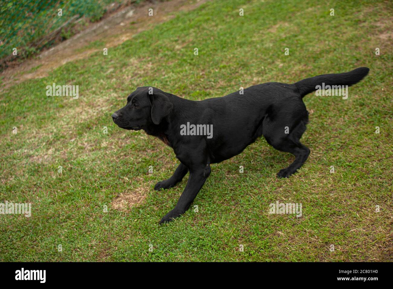 Labrador dog Portrait Stock Photo - Alamy