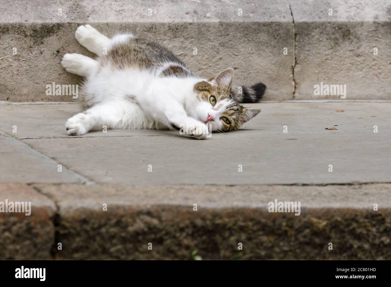 Larry the cat, Downing Street Chief Mouser and resident feline at the ...