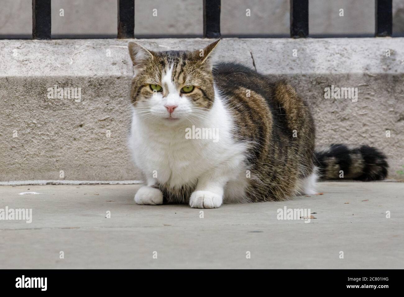 Larry the cat, Downing Street Chief Mouser and resident feline at the ...