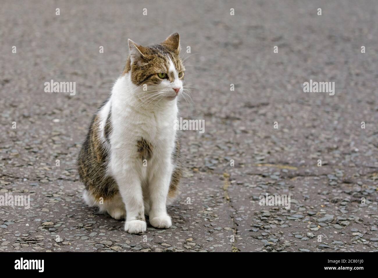 Larry the cat, Downing Street Chief Mouser and resident feline at the ...