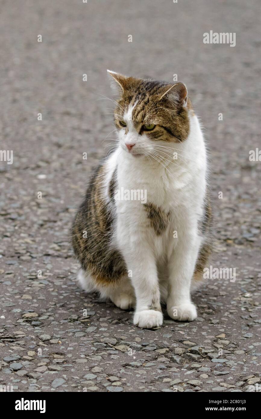 Larry the cat, Downing Street Chief Mouser and resident feline at the ...