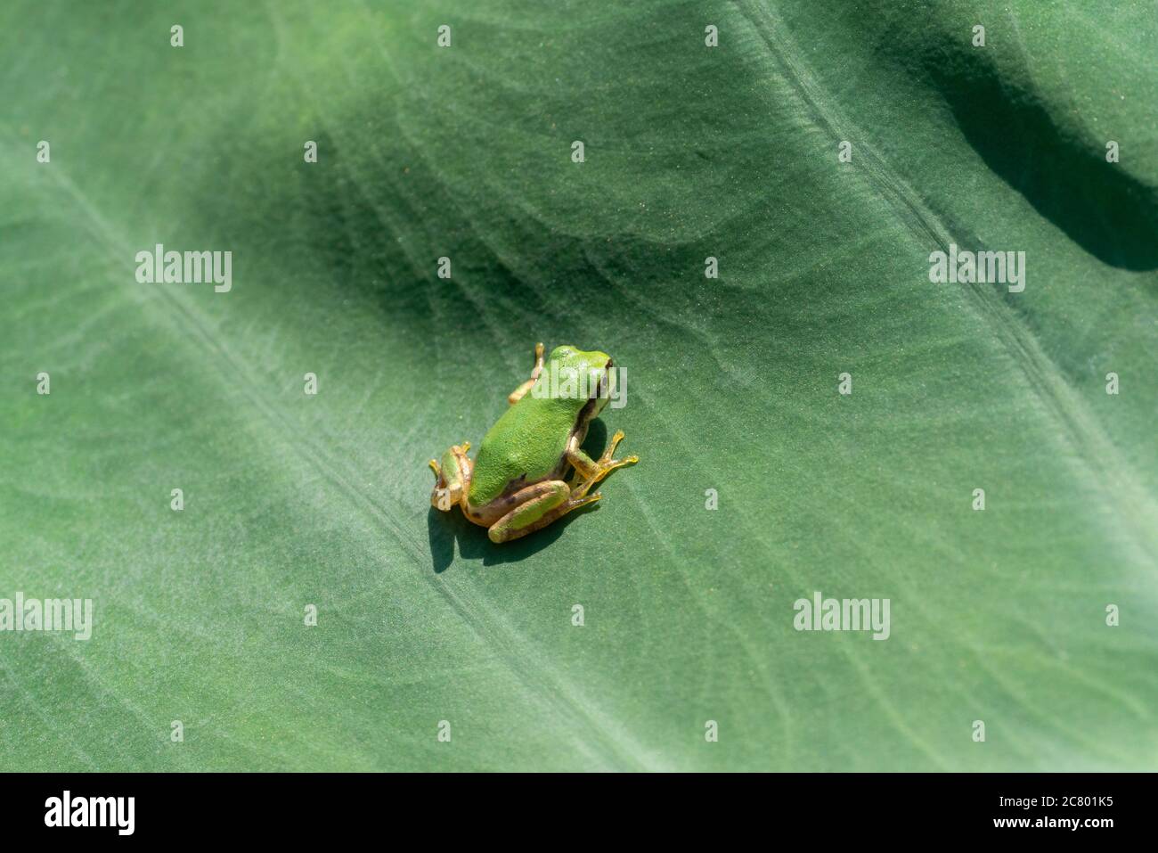 Japanese tree frog (Dryophytes japonicus), on leaf of Colocasia ...