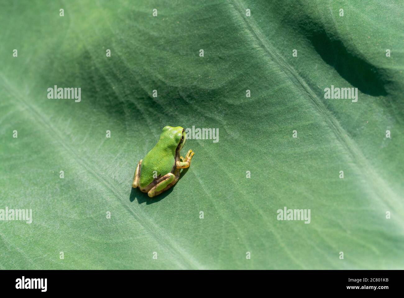 Japanese tree frog (Dryophytes japonicus), on leaf of Colocasia ...