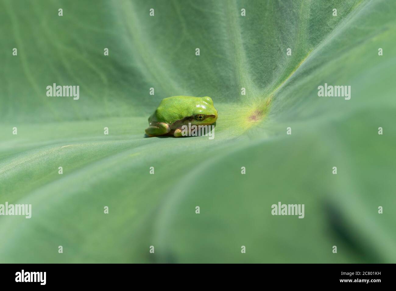Japanese tree frog (Dryophytes japonicus), on leaf of Colocasia ...