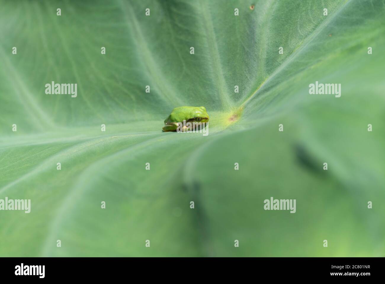 Japanese tree frog (Dryophytes japonicus), on leaf of Colocasia ...