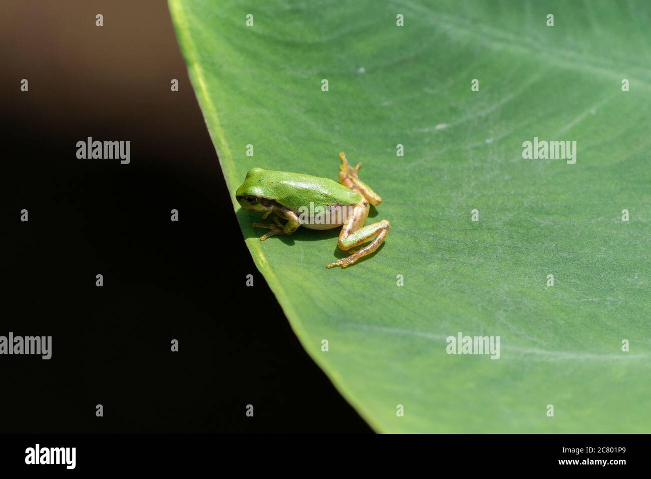 Japanese tree frog (Dryophytes japonicus), on leaf of Colocasia ...