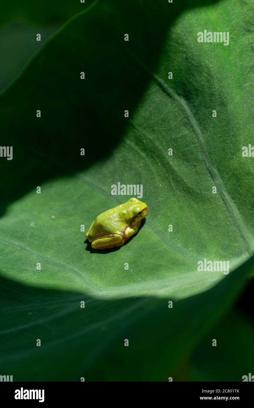 Japanese tree frog (Dryophytes japonicus), on leaf of Colocasia ...