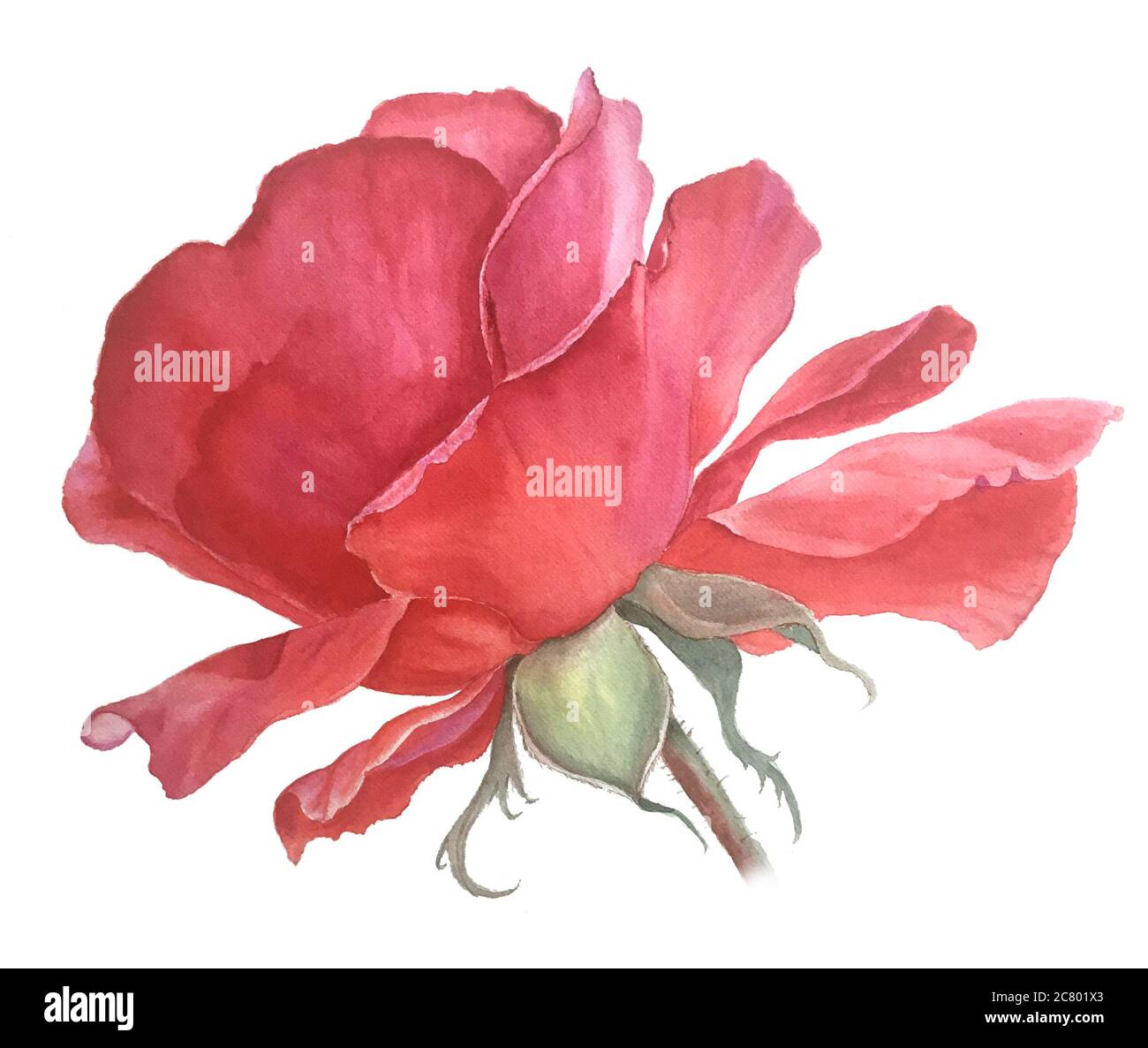 Graceful red rose watercolor illustration Stock Photo - Alamy