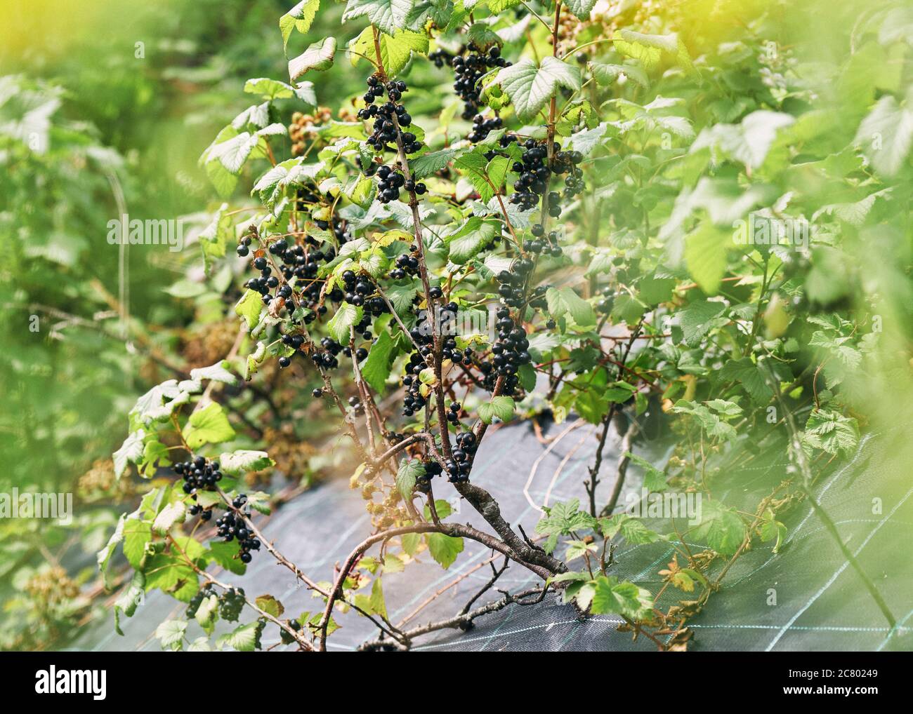 Blackcurrant flavour hi-res stock photography and images - Alamy