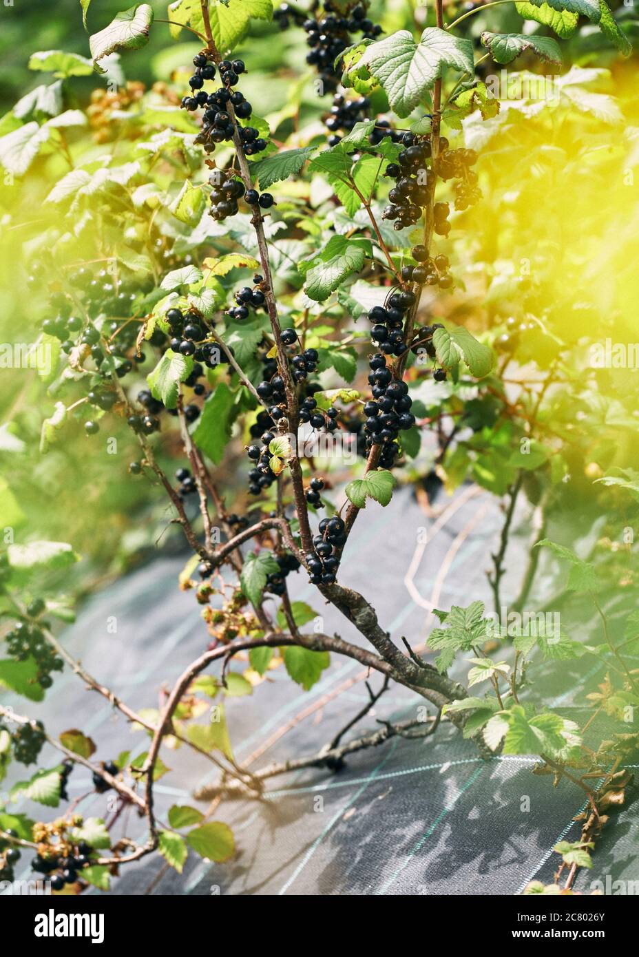 Blackcurrant plant leaves hi-res stock photography and images - Alamy