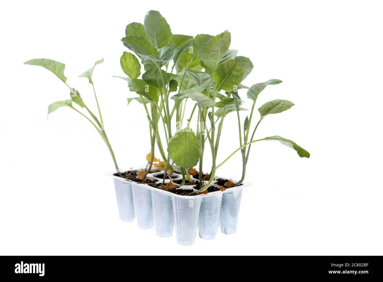 Romanesco cauliflower seedlings Stock Photo - Alamy