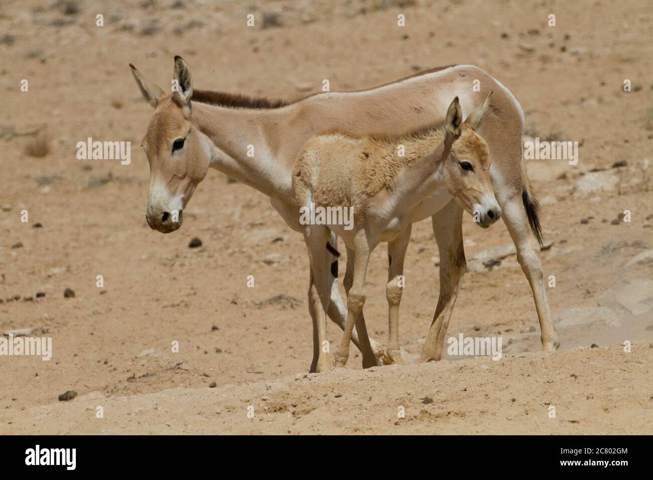 Juvenile Onager (Equus hemionus). Part of a breeding nucleus of Wild ...