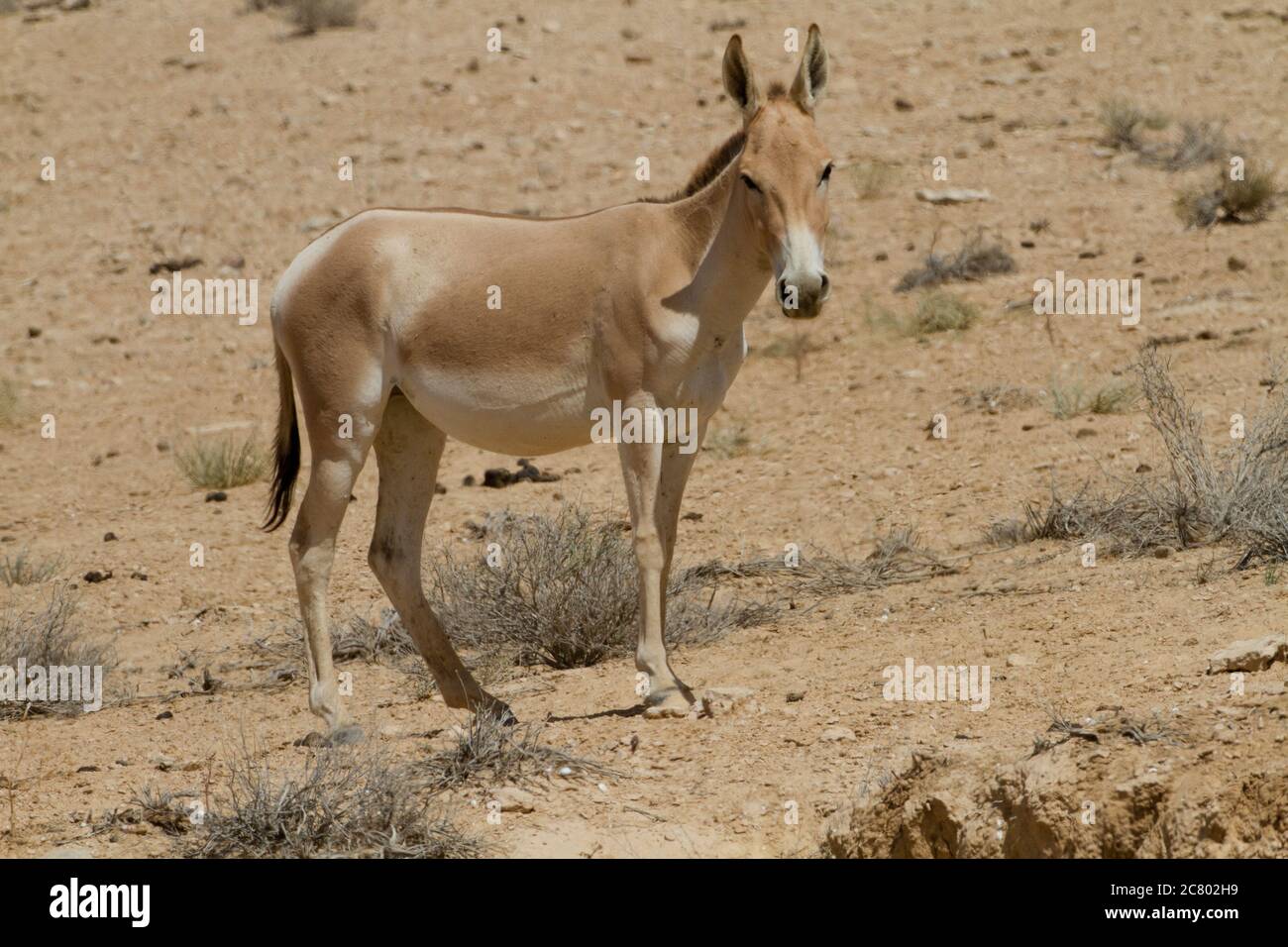 A herd of Onager (Equus hemionus). Part of a breeding nucleus of Wild ...