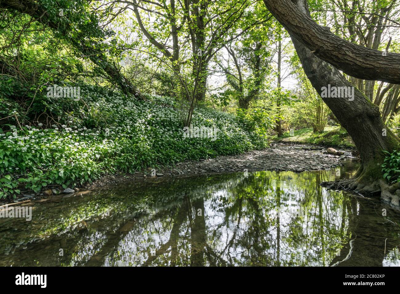 Ramsons Allium ursinum or Wild Garlic growing in a welsh wood in North ...