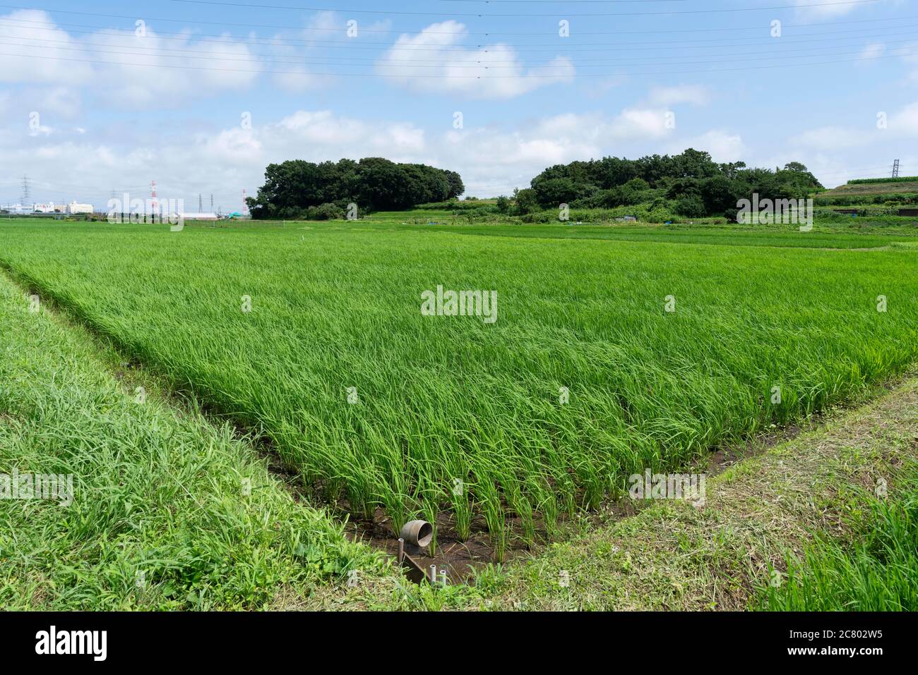 Growing rice in japan hi-res stock photography and images - Alamy