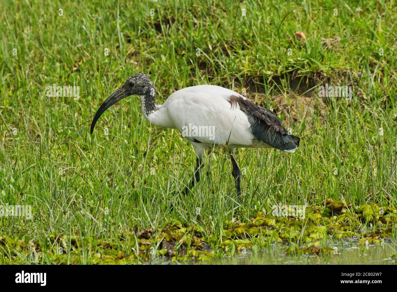 Sacred ibis (Threskiornis aethiopicus) foraging for food. The sacred ...