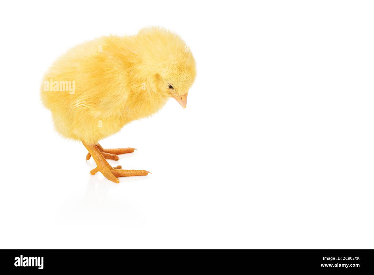 Little beautiful yellow chick looks down at copy space, isolated on ...
