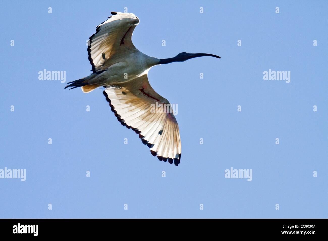 Sacred ibis (Threskiornis aethiopicus) in flight. The sacred ibis is a ...