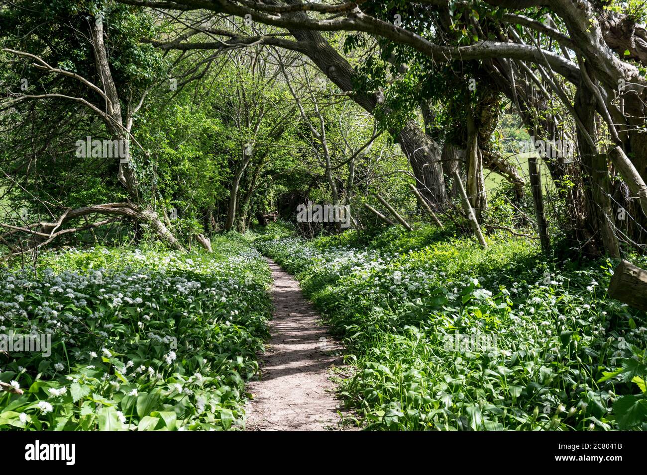 Ramsons Allium ursinum or Wild Garlic growing in a welsh wood in North ...