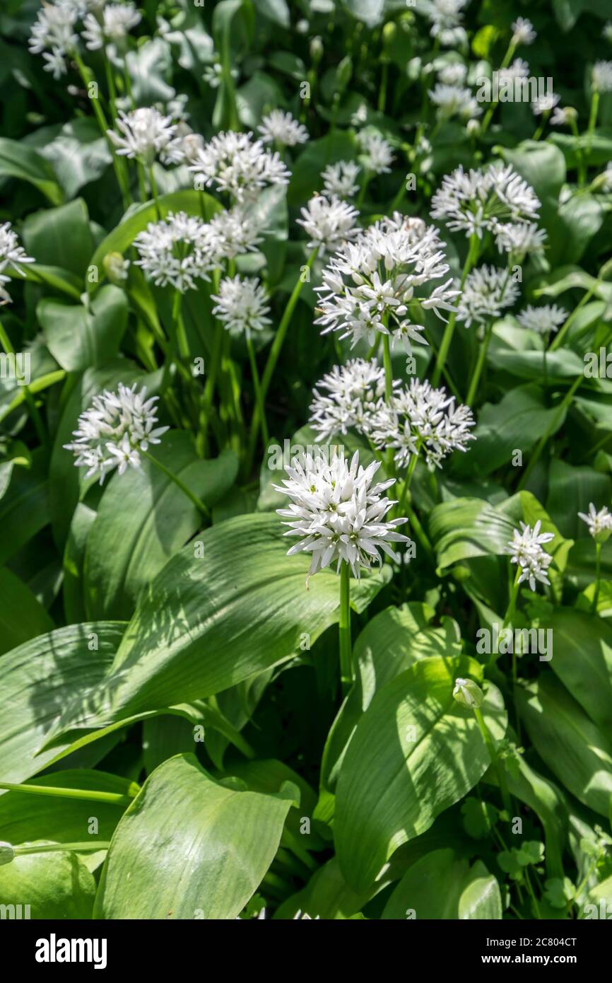 Ramsons Allium ursinum or Wild Garlic growing in a welsh wood in North ...