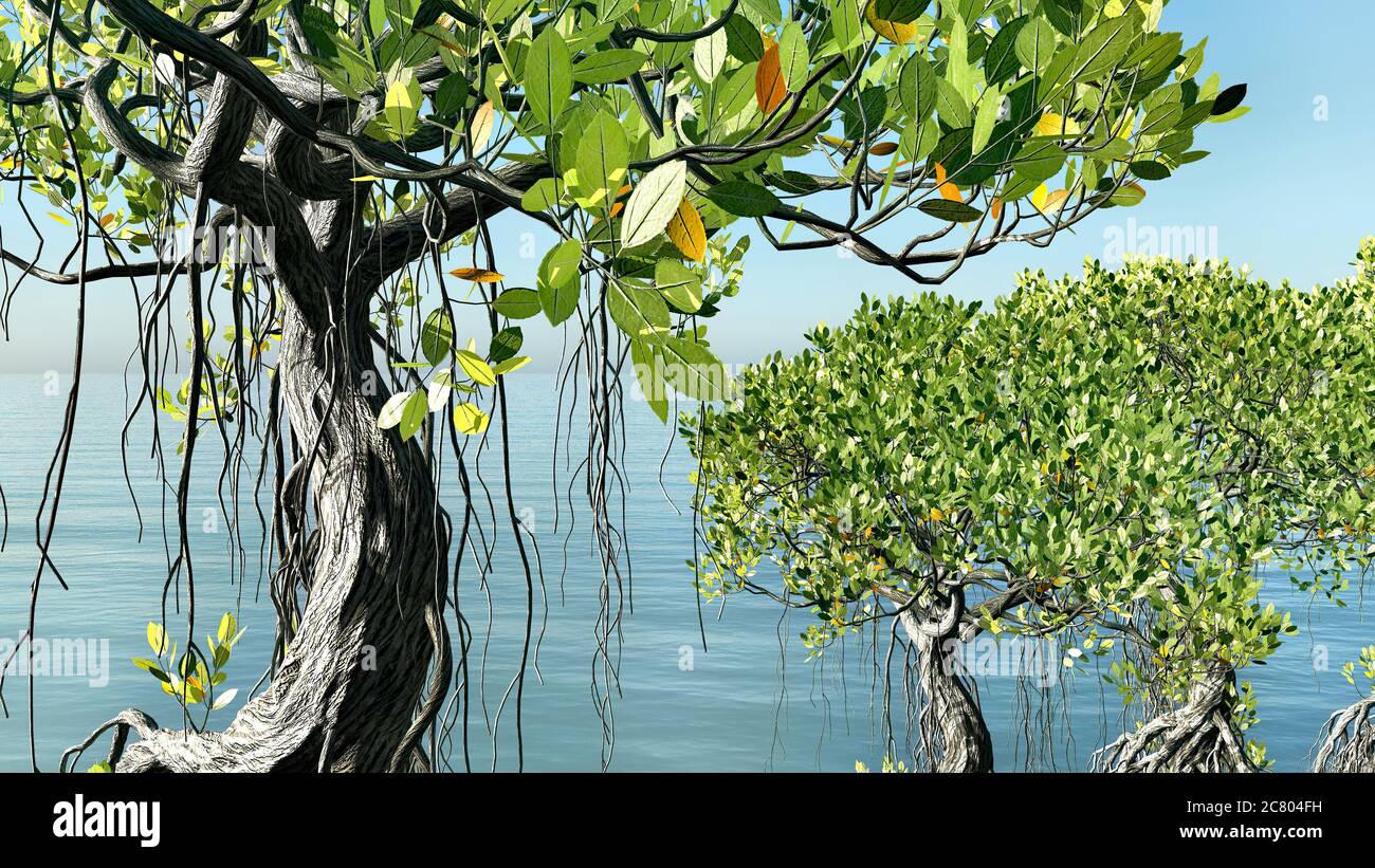Mangrove forest florida keys hi-res stock photography and images - Alamy