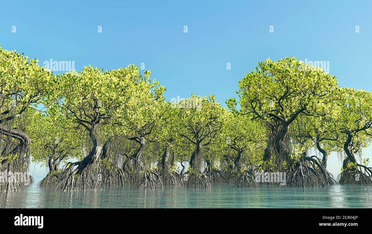 Mangrove forest florida keys hi-res stock photography and images - Alamy