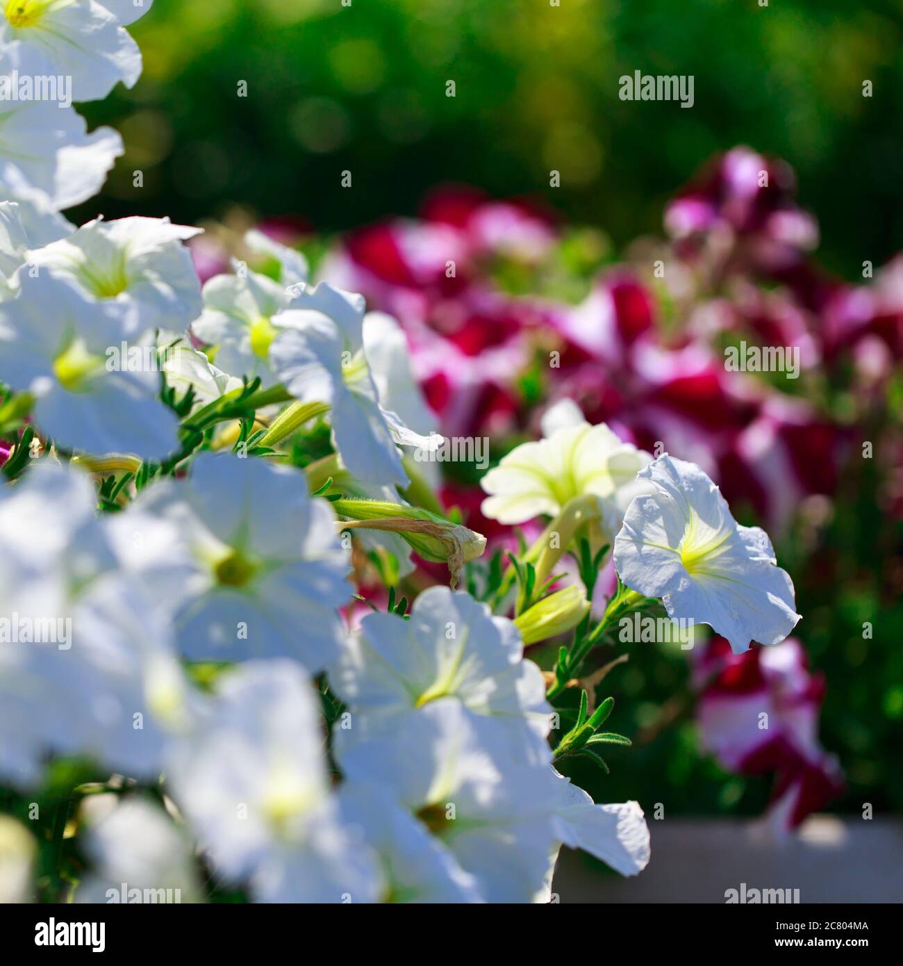Petunia flower. Bright colored background of many colors in the rays of ...
