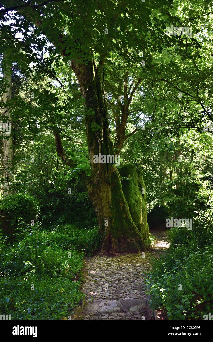 Big tree covered with moss in public park of Sintra. Portugal Stock ...