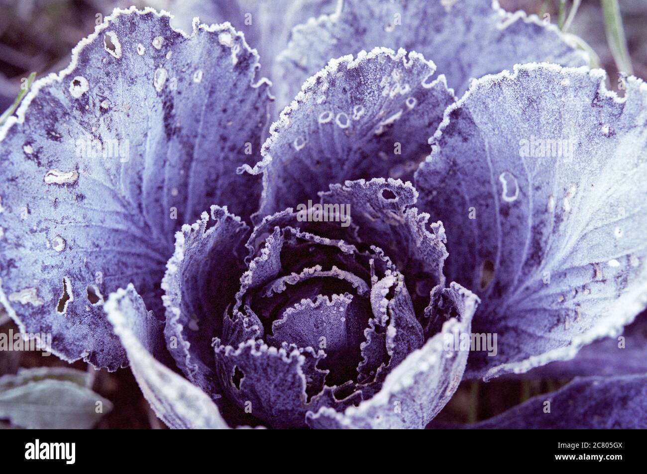 Cabbage like leaves hi-res stock photography and images - Alamy