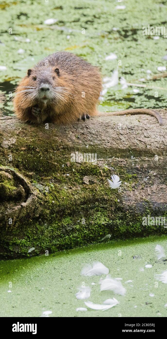 Nutria 41 hi-res stock photography and images - Alamy