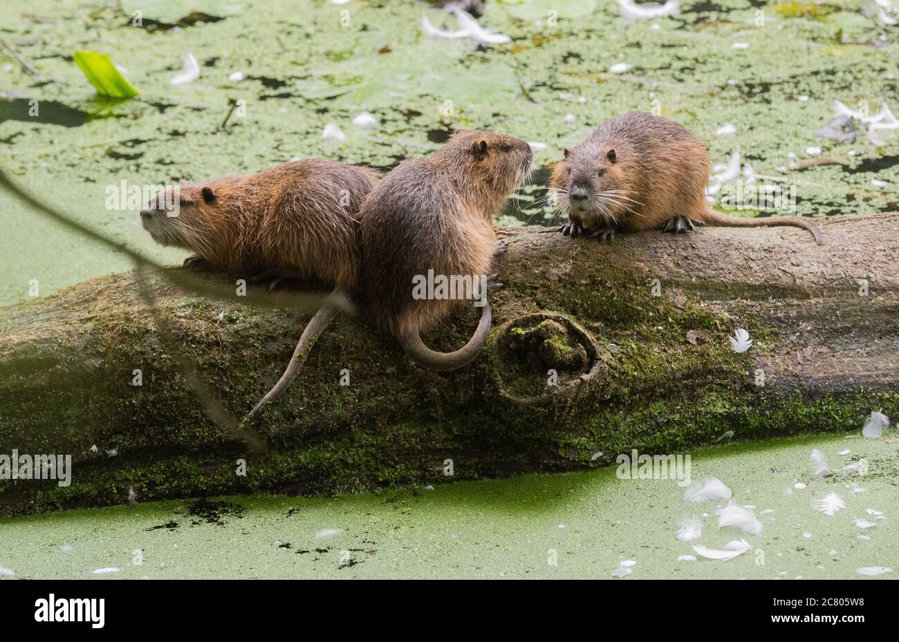 Nutria 41 hi-res stock photography and images - Alamy