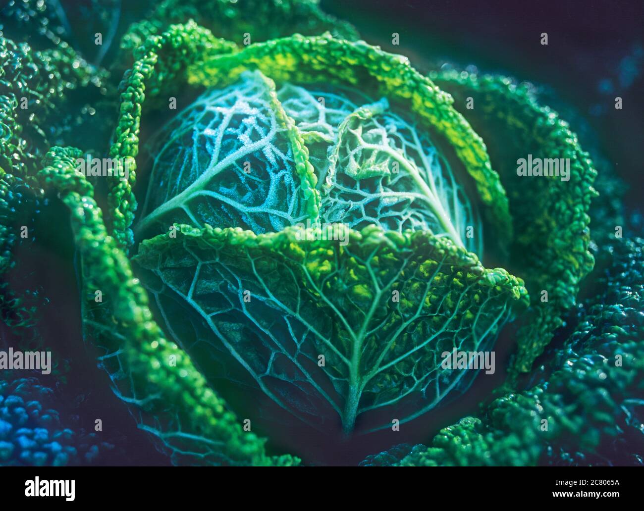 Winter cabbage hi-res stock photography and images - Alamy