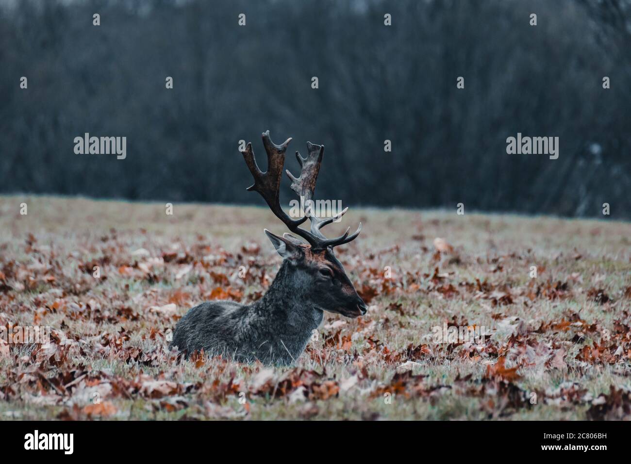 Incredible shot of a white-tailed deer in the woods in autumn Stock ...