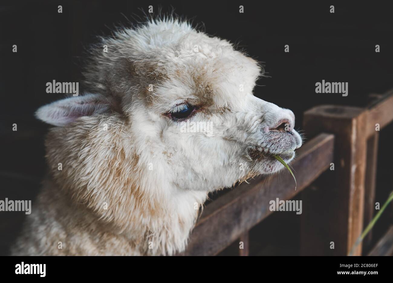 White Alpaca in farm's stables with indoor low lighting and black ...