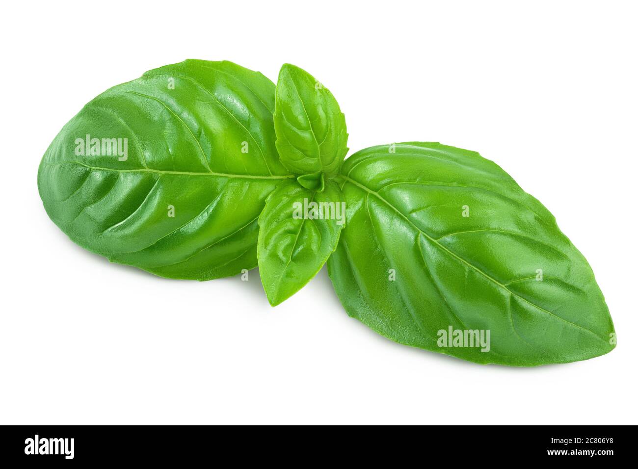 Fresh basil leaf isolated on white background with clipping path and ...