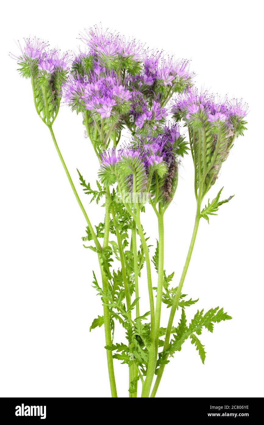 Phacelia flower isolated on white background with full depth of field ...