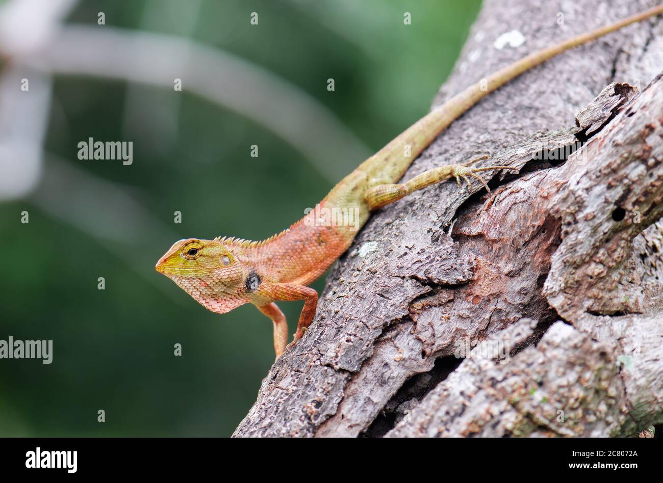 Lizard hanging by tail hi-res stock photography and images - Alamy