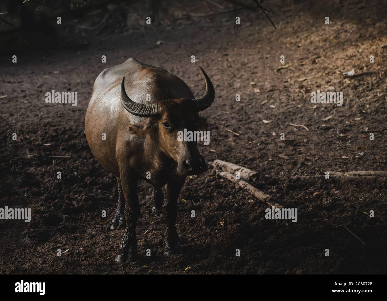 Buffalo portrait shadow hi-res stock photography and images - Alamy