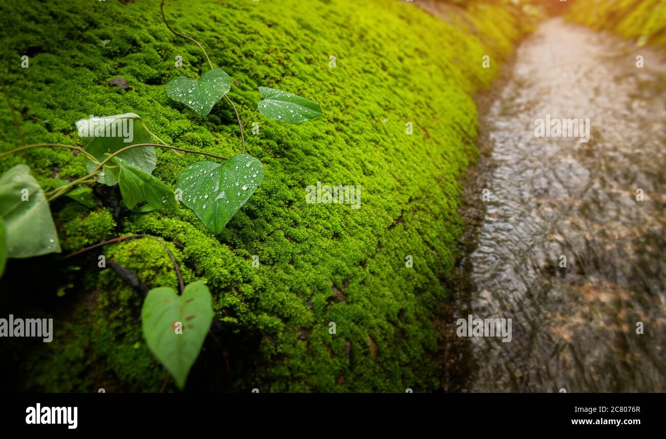 Green Mosses Plant And Leaf In Rain Forest With Outdoor Lowand Warm