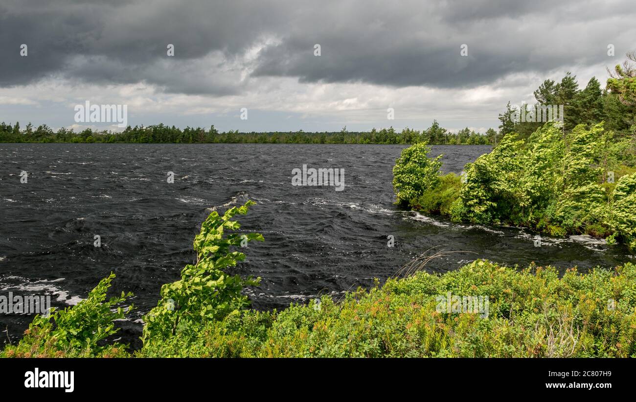 windy summer landscape from swamp lake, wind and turbulence of lake ...