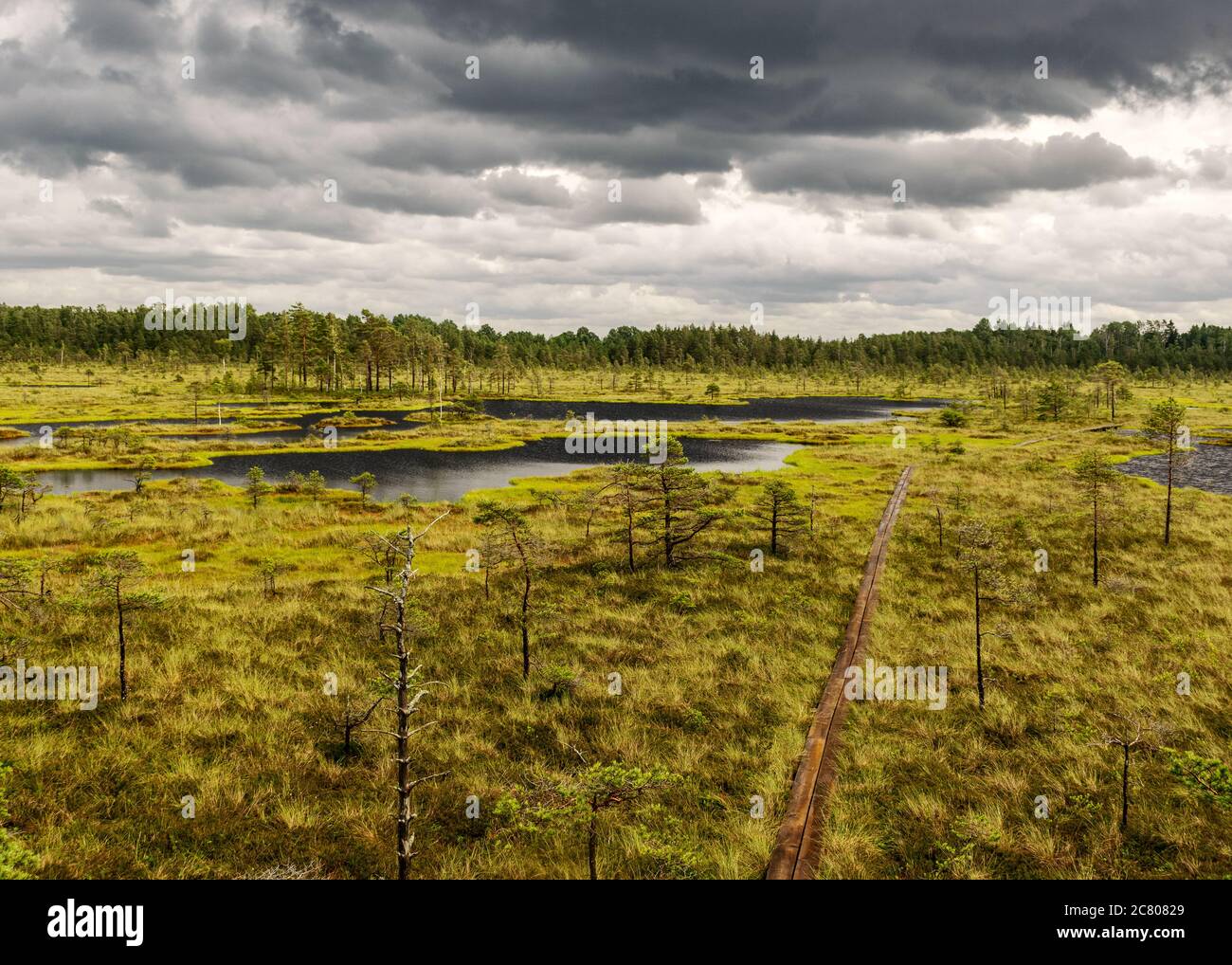 landscape with wooden wet pathway through swamp wetlands with small ...