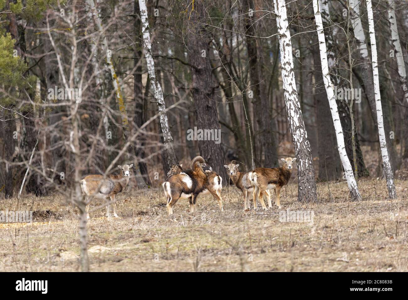Horse rewilding Konik wild nature animal wildlife Kiev Ukraine mammal ...