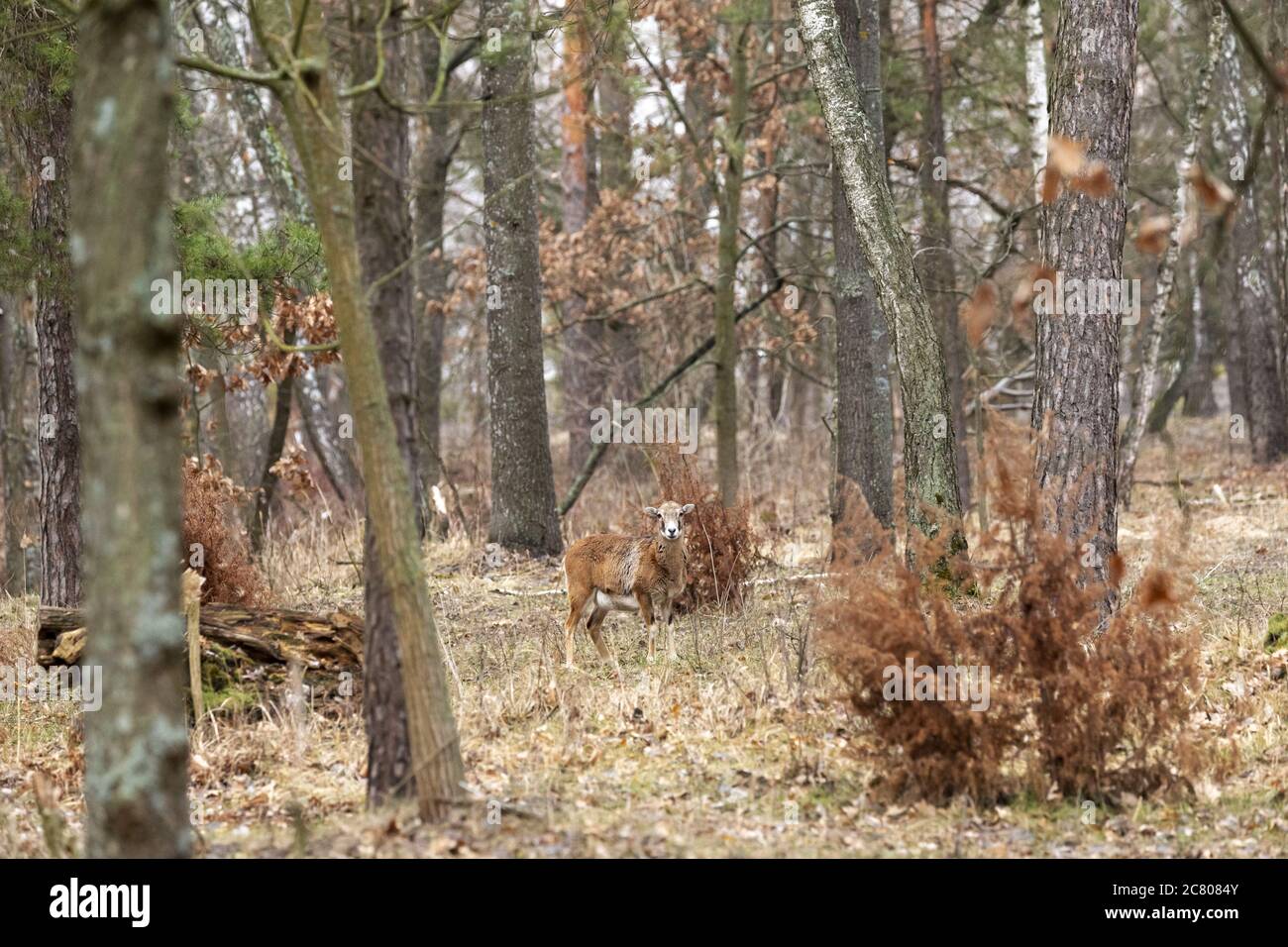 Horse rewilding Konik wild nature animal wildlife Kiev Ukraine mammal ...