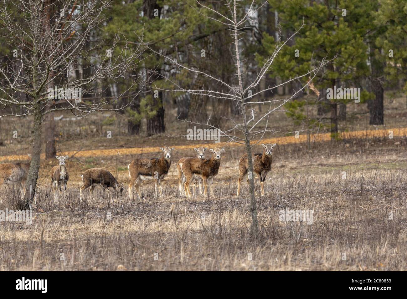 Horse rewilding Konik wild nature animal wildlife Kiev Ukraine mammal ...